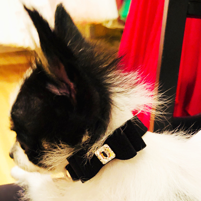 francesca-color - Encore Ballroom Couture Encore Ballroom Couture